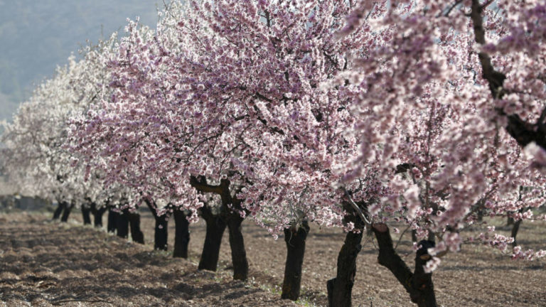 EL ALMENDRO, TODO DEL CULTIVO, VARIEDADES Y USOS DEL ÁRBOL