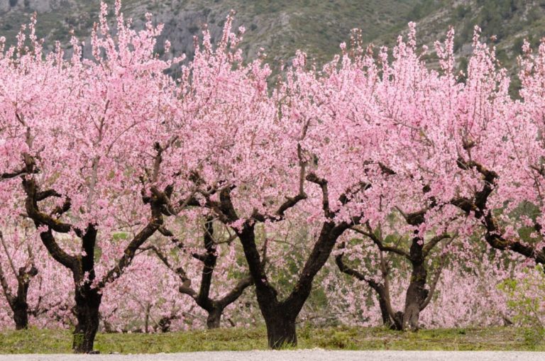 EL ALMENDRO, TODO DEL CULTIVO, VARIEDADES Y USOS DEL ÁRBOL