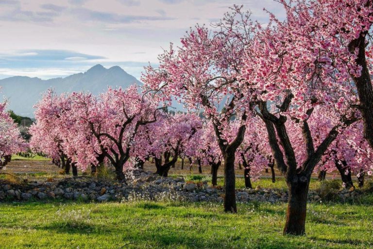 EL ALMENDRO, TODO DEL CULTIVO, VARIEDADES Y USOS DEL ÁRBOL