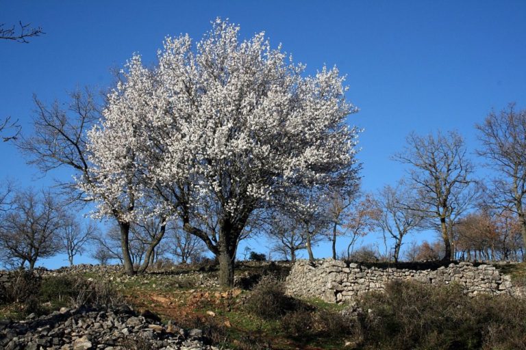 EL ALMENDRO, TODO DEL CULTIVO, VARIEDADES Y USOS DEL ÁRBOL