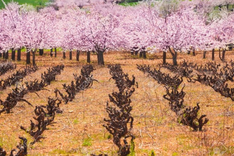CEREZOS, APRENDE TODO DE ESTE ÁRBOL Y SU MUY UTILIZADO FRUTO