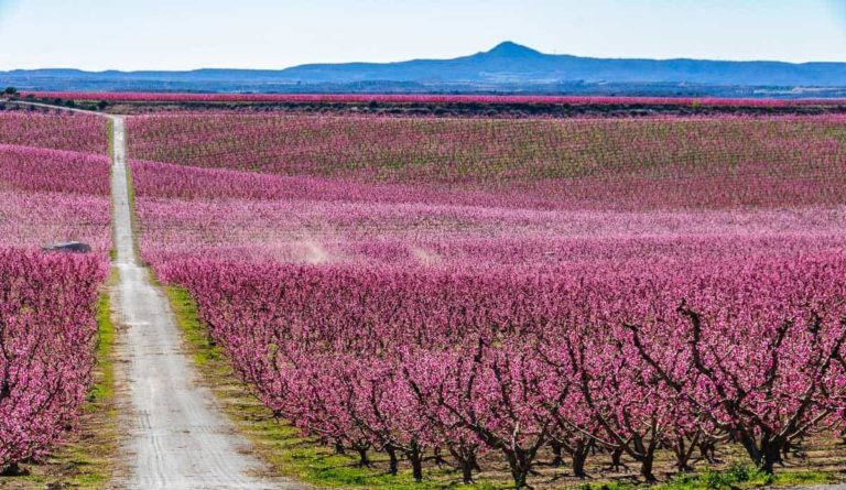 CEREZOS, APRENDE TODO DE ESTE ÁRBOL Y SU MUY UTILIZADO FRUTO