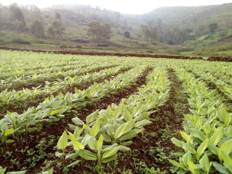 APRENDE SOBRE LA CÚRCUMA: CULTIVO, CUIDADOS Y BENEFICIOS