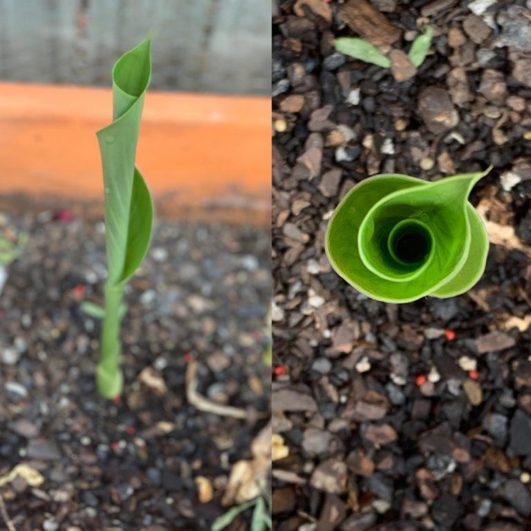 APRENDE SOBRE LA CÚRCUMA: CULTIVO, CUIDADOS Y BENEFICIOS