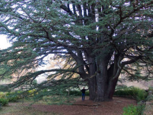 CEDRO DEL LÍBANO, TODO DEL ÁRBOL EMBLEMA NACIONAL DEL LÍBANO