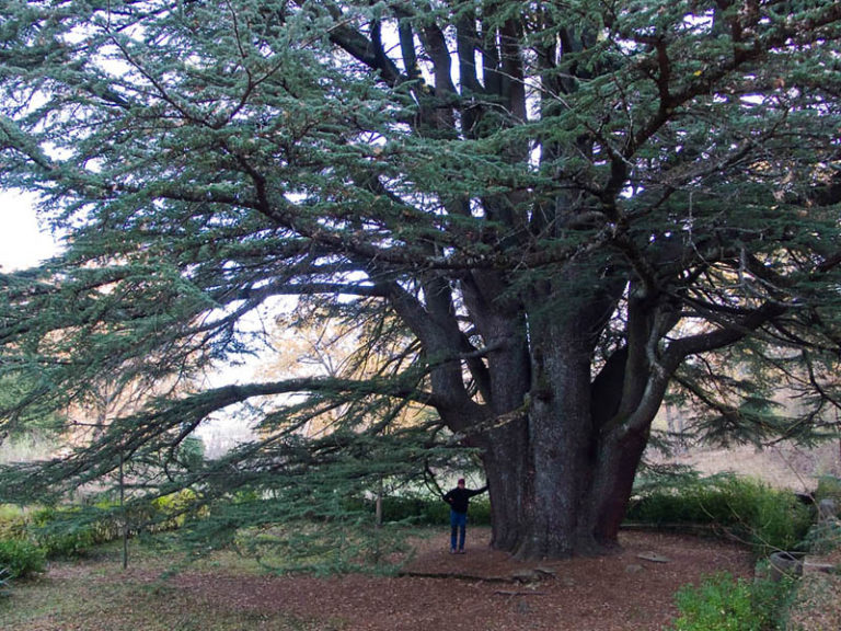CEDRO DEL LÍBANO, TODO DEL ÁRBOL EMBLEMA NACIONAL DEL LÍBANO