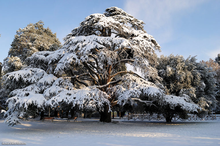 CEDRO DEL LÍBANO, TODO DEL ÁRBOL EMBLEMA NACIONAL DEL LÍBANO