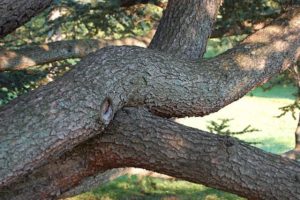 CEDRO DEL LÍBANO, TODO DEL ÁRBOL EMBLEMA NACIONAL DEL LÍBANO