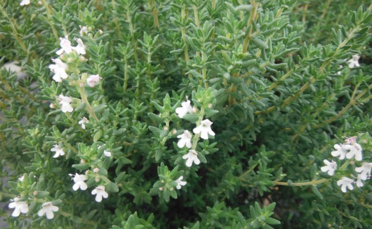 CULTIVO DE TOMILLO, PLANTA AROMÁTICA MEDICINAL