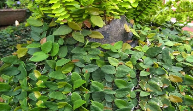 FICUS PUMILA, PLANTA DE RÁPIDO CRECIMIENTO