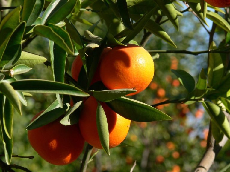 NARANJO, TODO DE ESTE ÁRBOL FRUTAL CÍTRICO DE TAMAÑO MEDIANO