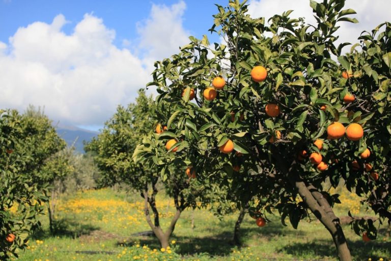 NARANJO, TODO DE ESTE ÁRBOL FRUTAL CÍTRICO DE TAMAÑO MEDIANO