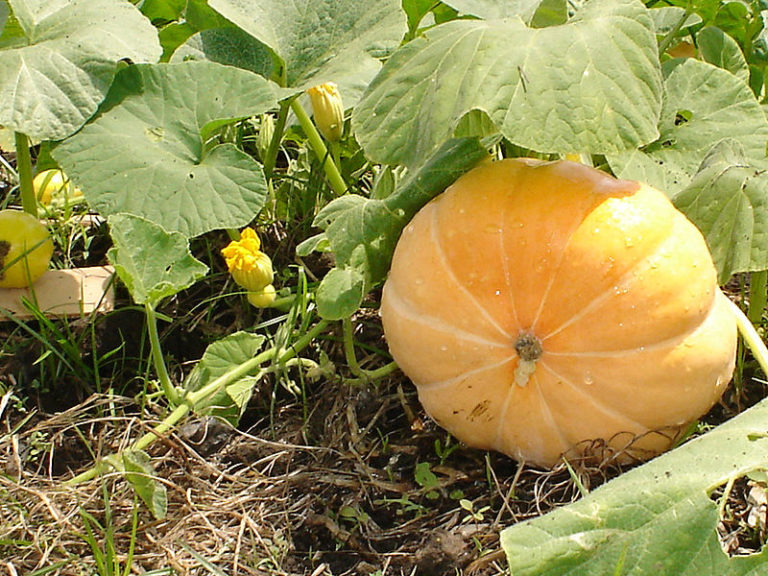 CULTIVO DE ZAPALLOS: VARIEDADES, CUIDADOS Y LA ÉPOCA IDEAL