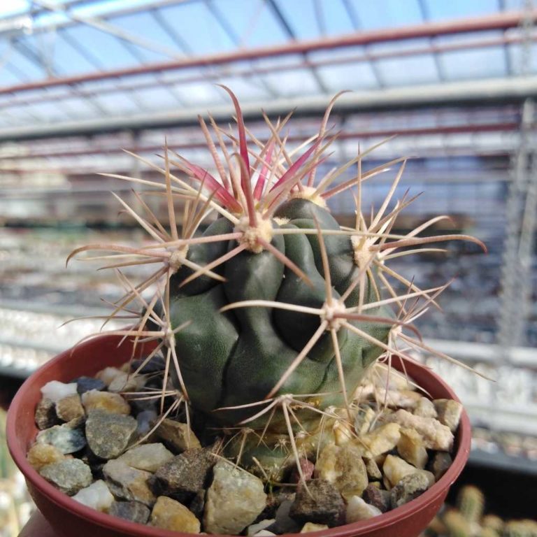 FEROCACTUS, SUS VARIEDADES Y CARACTERÍSTICAS DE CULTIVO