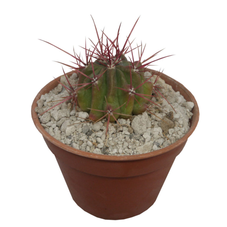 FEROCACTUS, SUS VARIEDADES Y CARACTERÍSTICAS DE CULTIVO