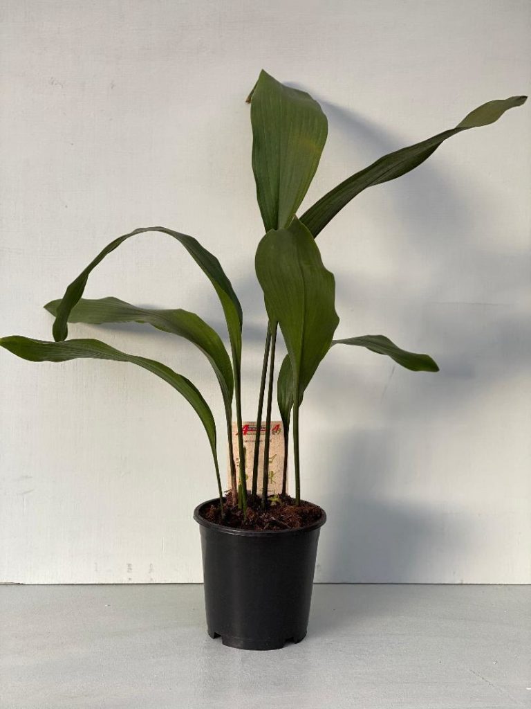 ASPIDISTRA, PLANTA MUY ELEGIDA POR FÁCIL CULTIVO Y CUIDADOS