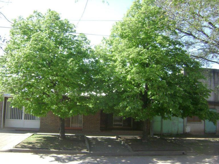 APRENDE CÓMO CULTIVAR TILO, PLANTA CON GRANDES PROPIEDADES