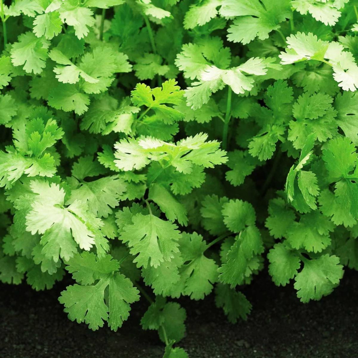 ¿CÓMO CULTIVAR CILANTRO? CONSEJOS NECESARIOS DE ESTA PLANTA