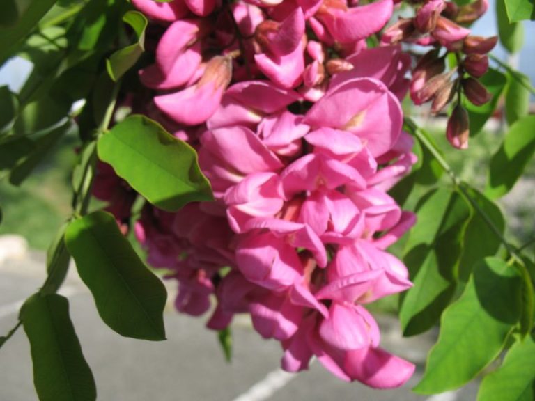 FALSA ACACIA ROSADA, ÁRBOL CON HERMOSA FLORACIÓN ROSADA