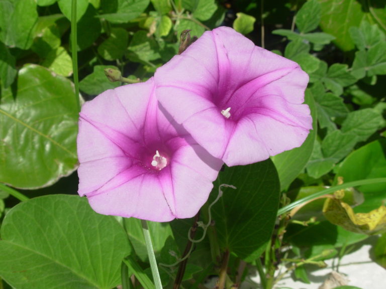 IPOMOEA, TODAS SUS VARIEDADES CON BELLOS COLORES FLORALES