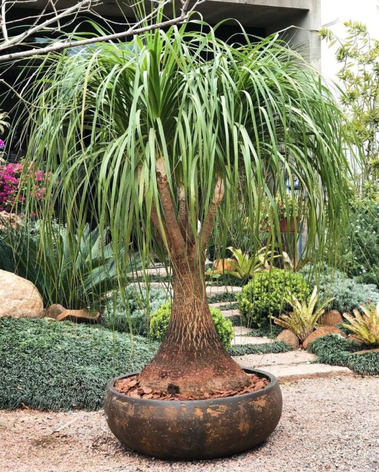 PATA DE ELEFANTE, HERMOSA PLANTA DE CULTIVO PARA INTERIOR