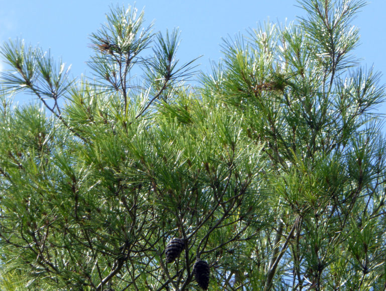 CULTIVO DEL PINUS HALEPENSIS, ORIGINARIO DE LA REGIÓN MEDITERRÁNEA