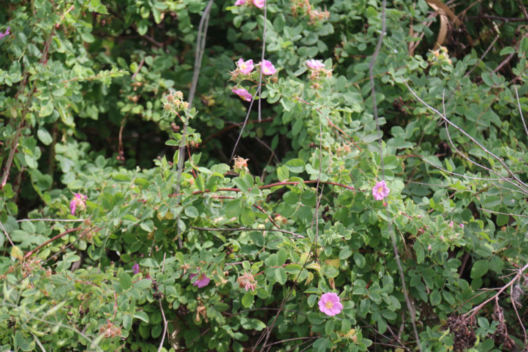 CULTIVO DE LA ROSA CALIFÓRNICA CON VISTOSAS FLORES AMARILLAS
