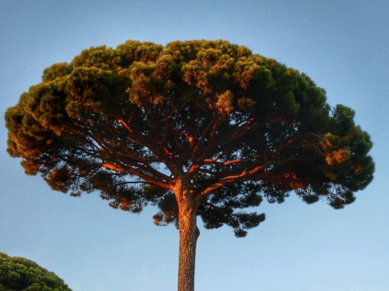 TODO LO QUE NECESITAS SABER SOBRE EL CULTIVO DEL PINUS PINEA